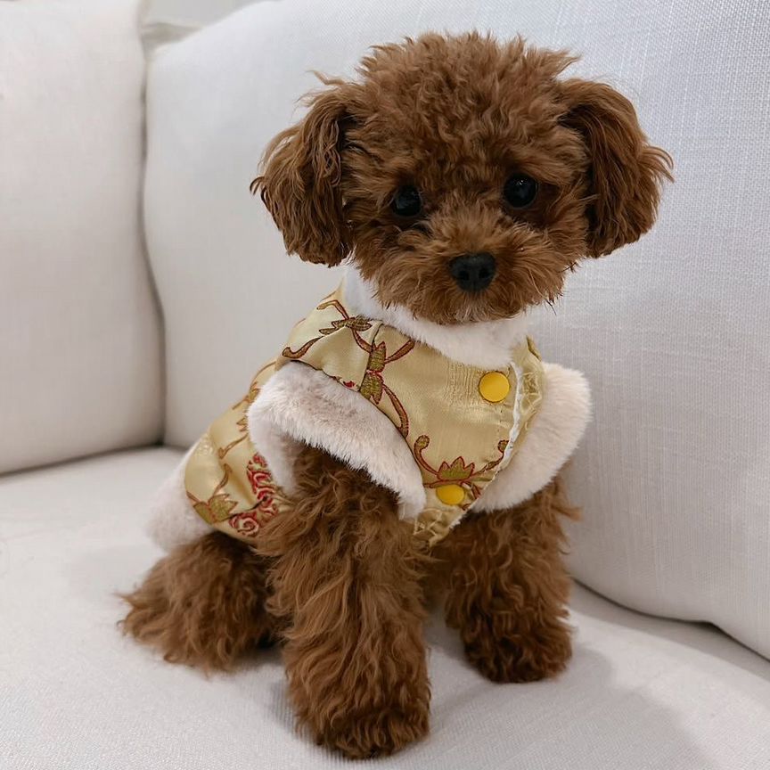 Той-пудель, щенок