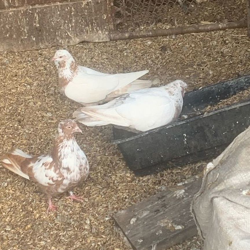 Голуби летные