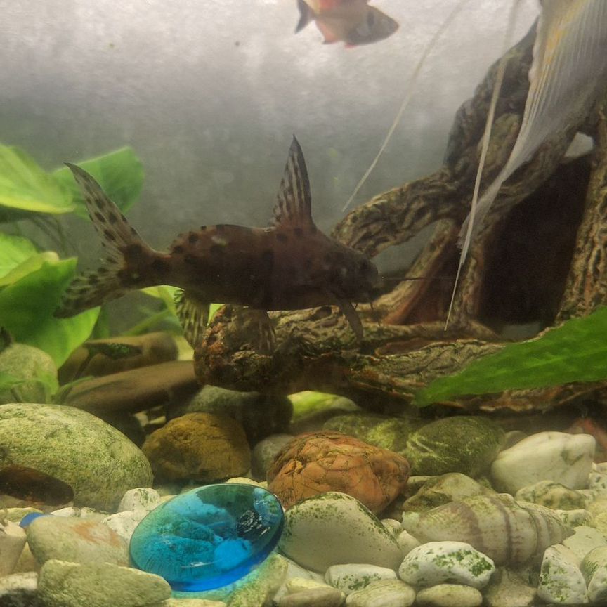 Аквариумные рыбы