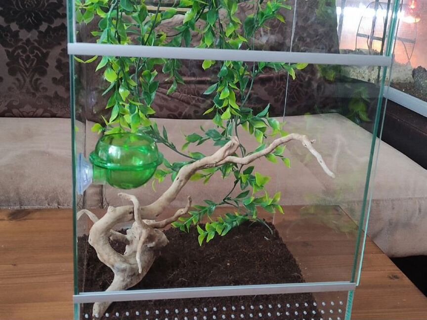 Террариум, паучатник