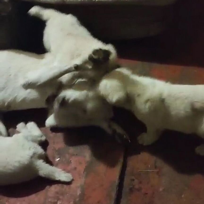 Щенки Алабая Ростовская область