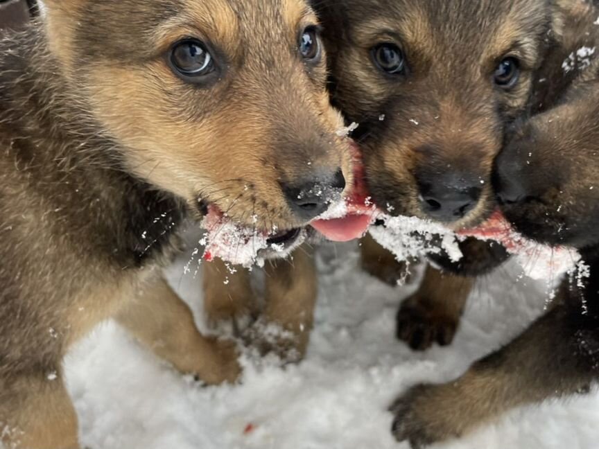 Щенки бесплатно