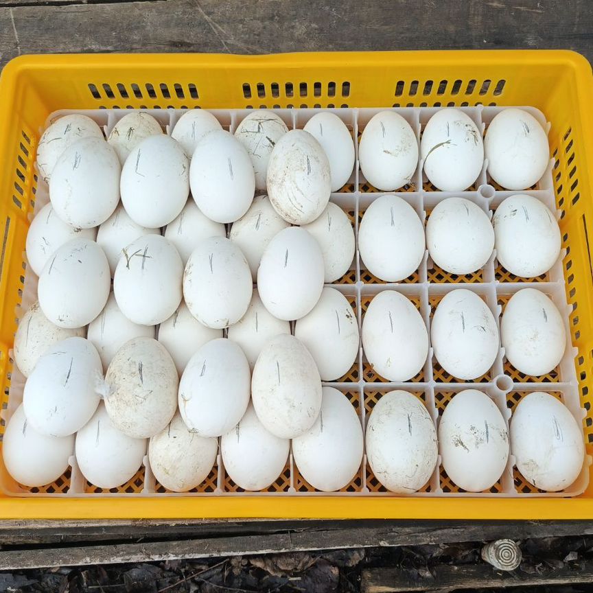 Яйцо гусиное, гуси