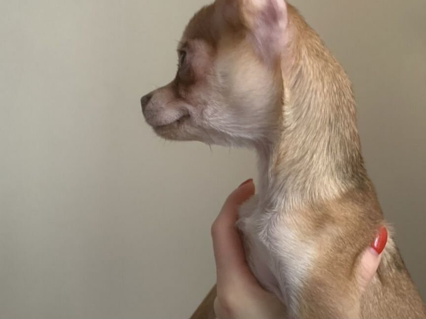 Чихуахуа мини девочка