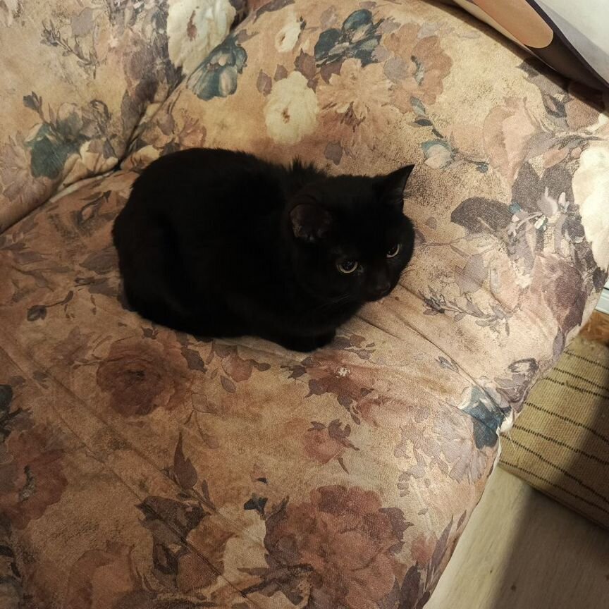 Котик в дар