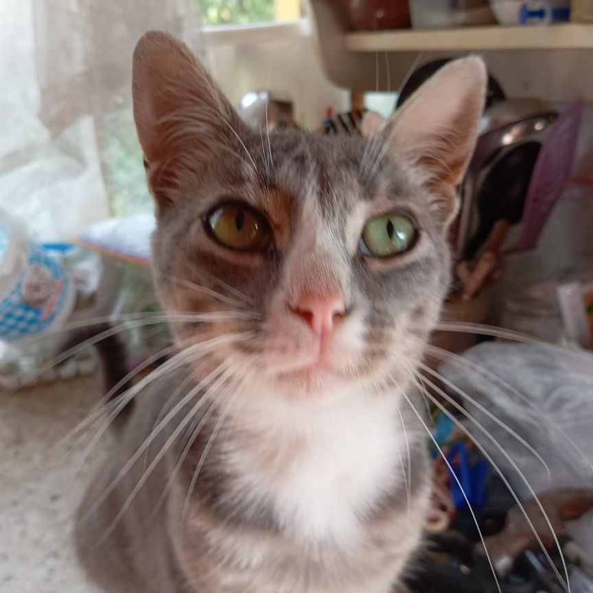 Кошка