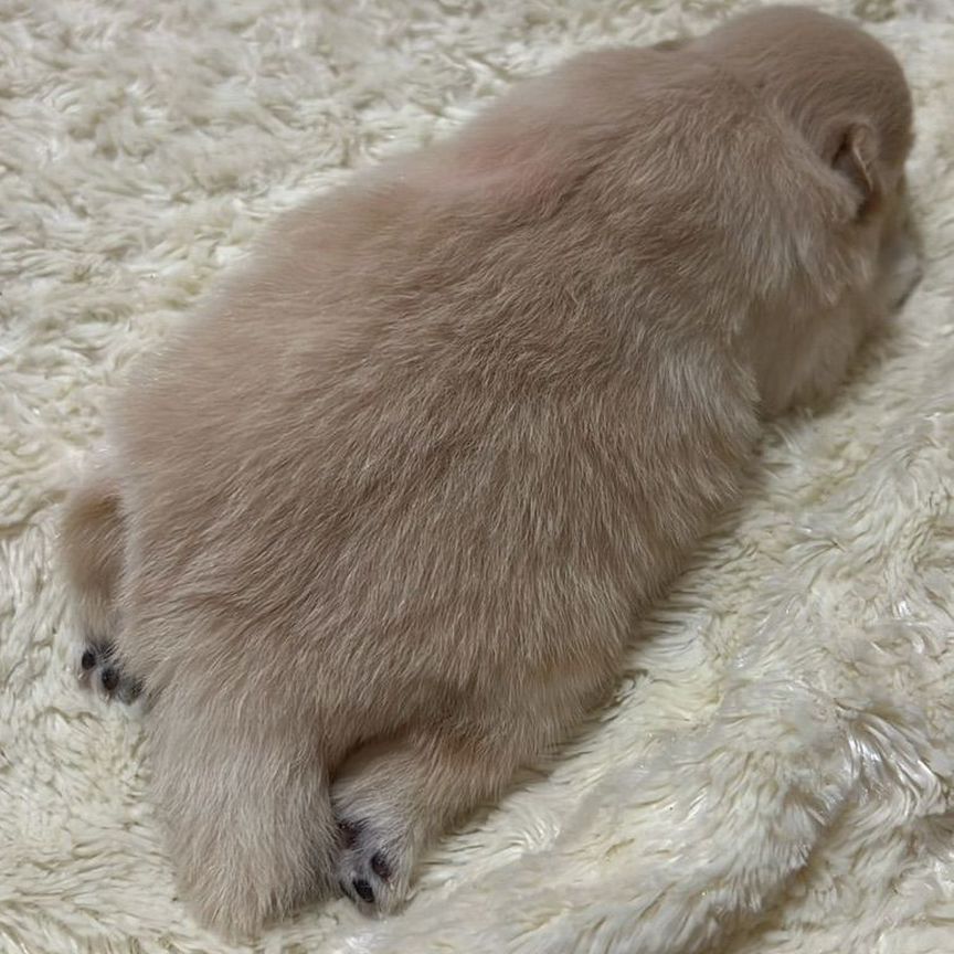 Померанский шпиц