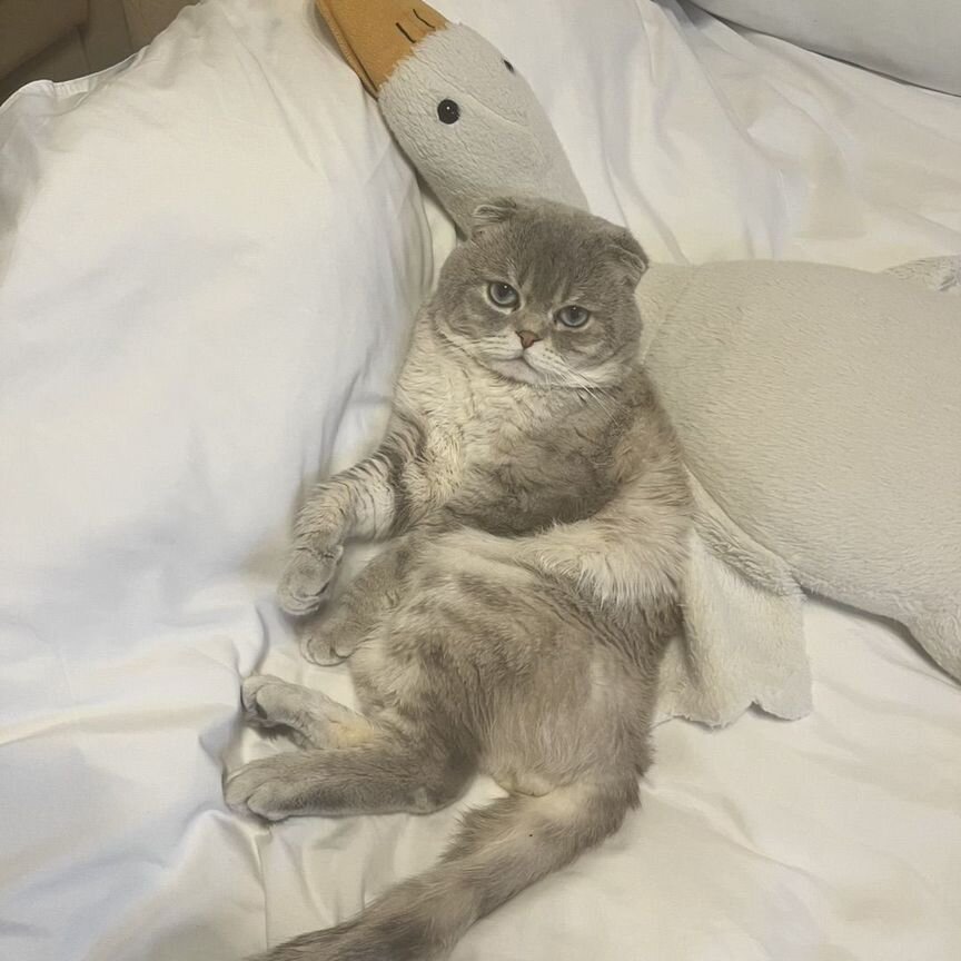 Кот шотландец вислоухий вязка