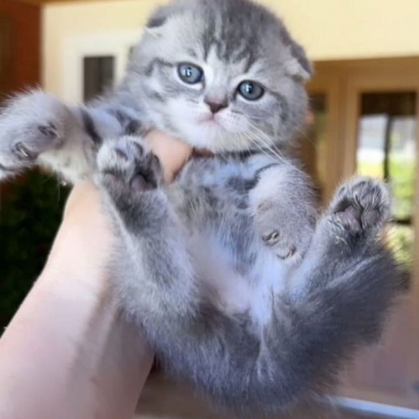Шотландские вислоухие котята