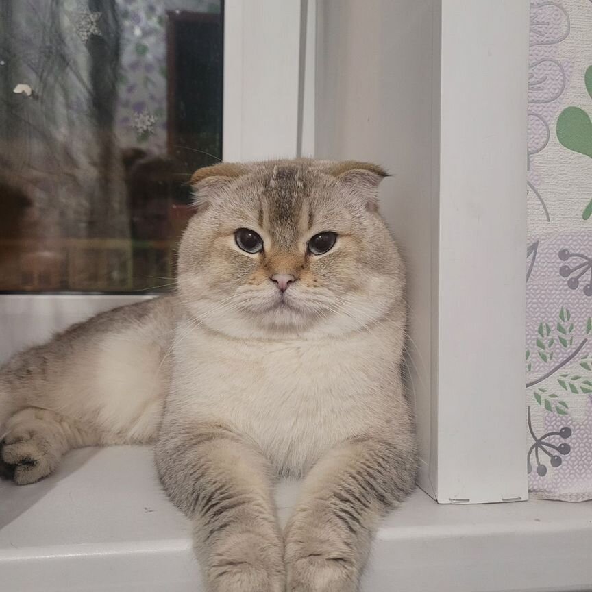 Шотландская вислоухая шиншилла