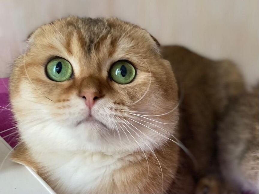 Шотландская золотая шиншилла кот