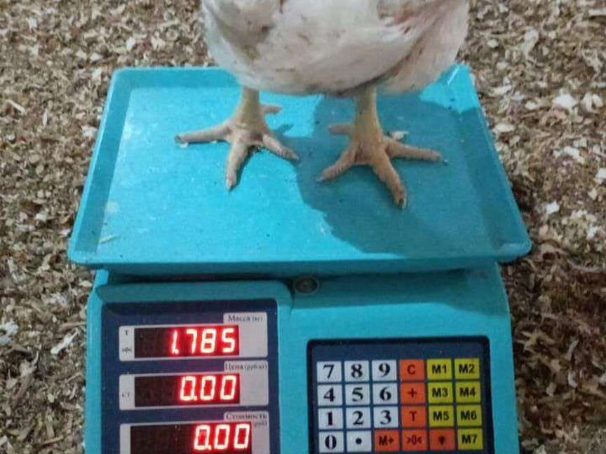 Бройлеры,куры-несушки