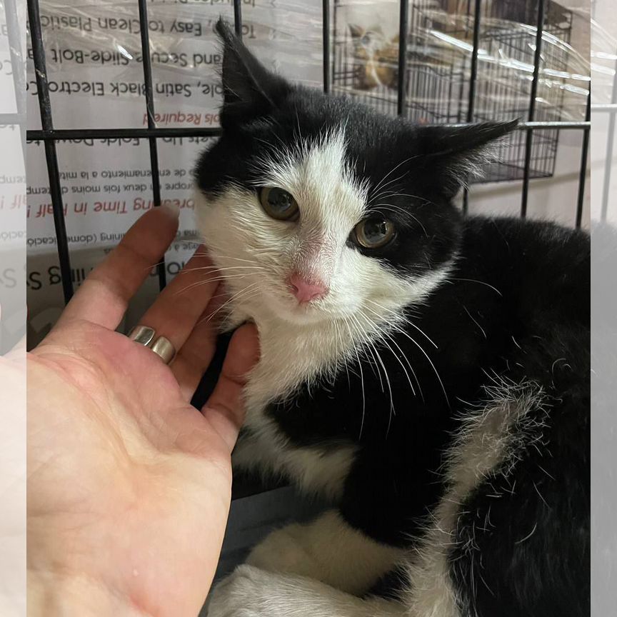 Котёнок в добрые руки