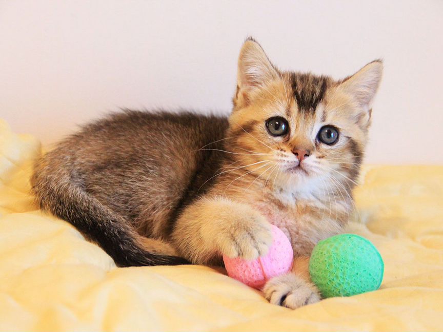 Крош - золотистый тикированный малыш