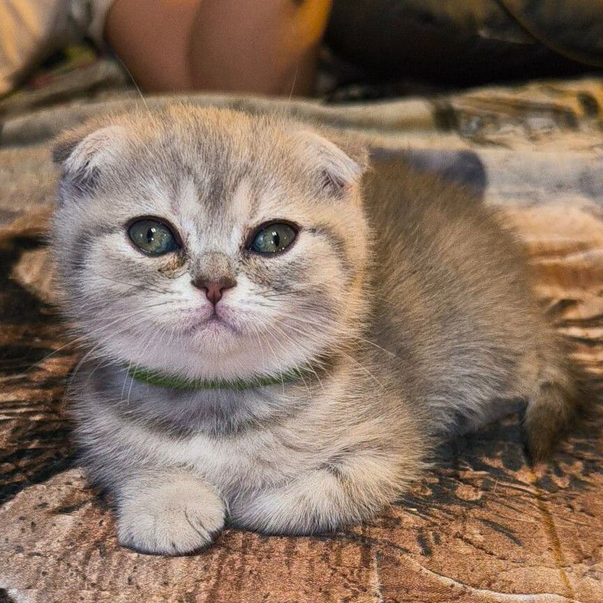 Шотландский вислоухий короткошёрстный котёнок