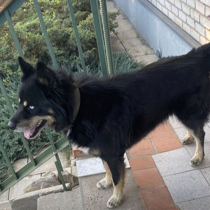 Собака черная длинношерстная с голубыми глазами