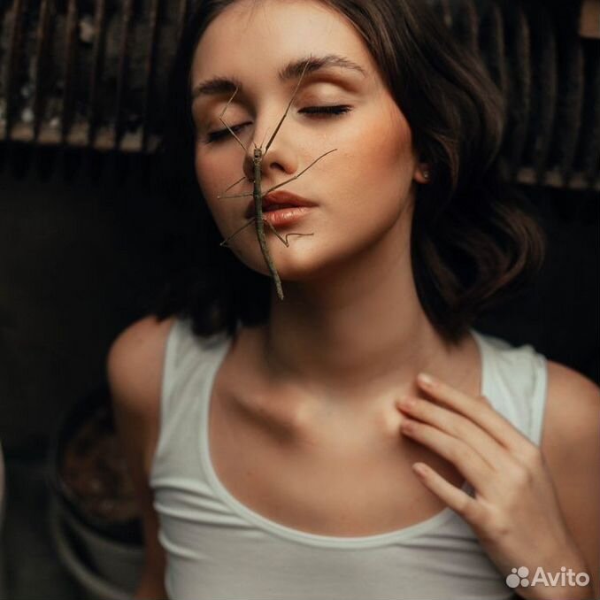 Палочник Аннамский