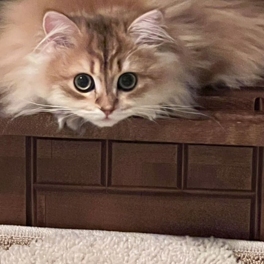 Британский котик, золотая шиншилла ny 25