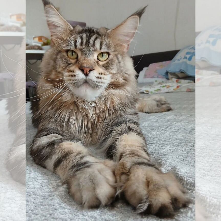 Мейн-кун, кот вязка