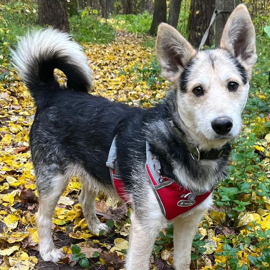 Щенок в добрые руки