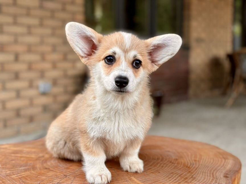 Вельш-корги пемброк (вельш корги)