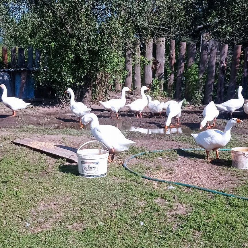 Гуси