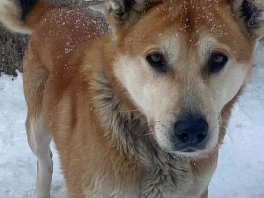 Собака в добрые руки
