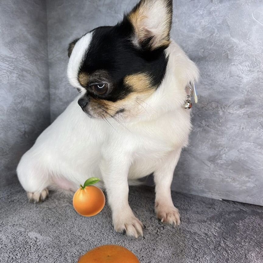 Мальчик чихуахуа в Экстремальном типе