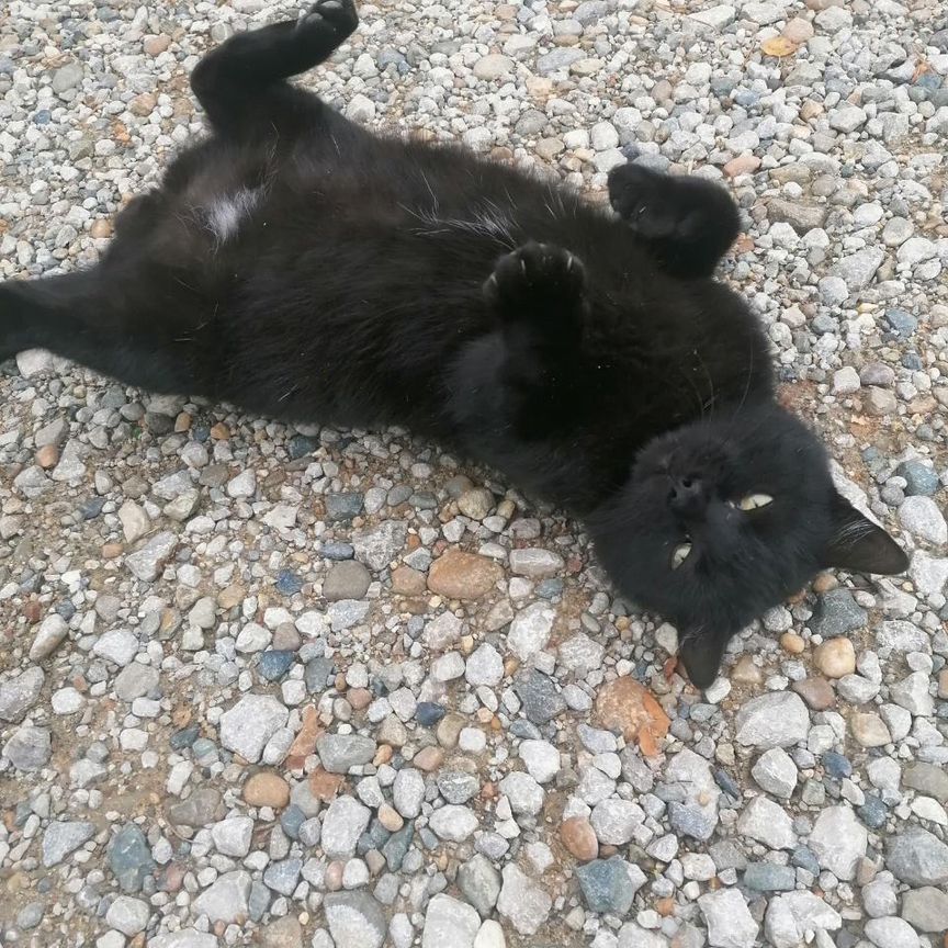 Котик в добры руки