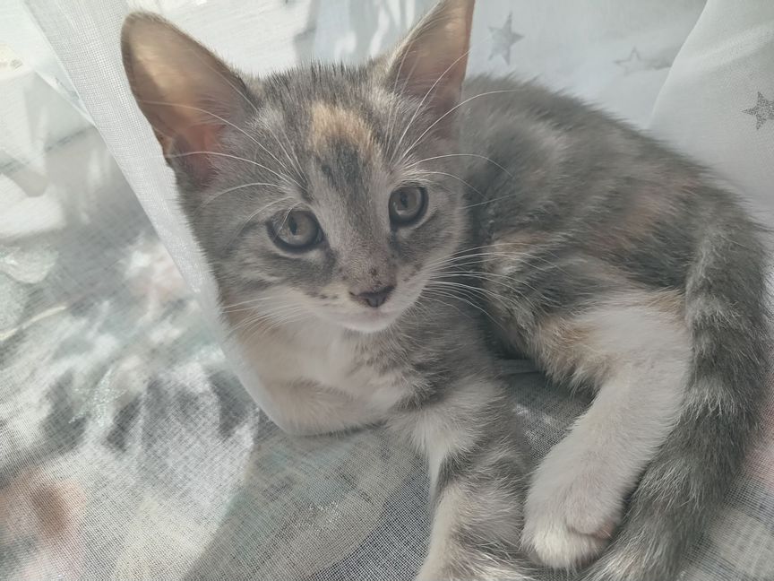 Кошка
