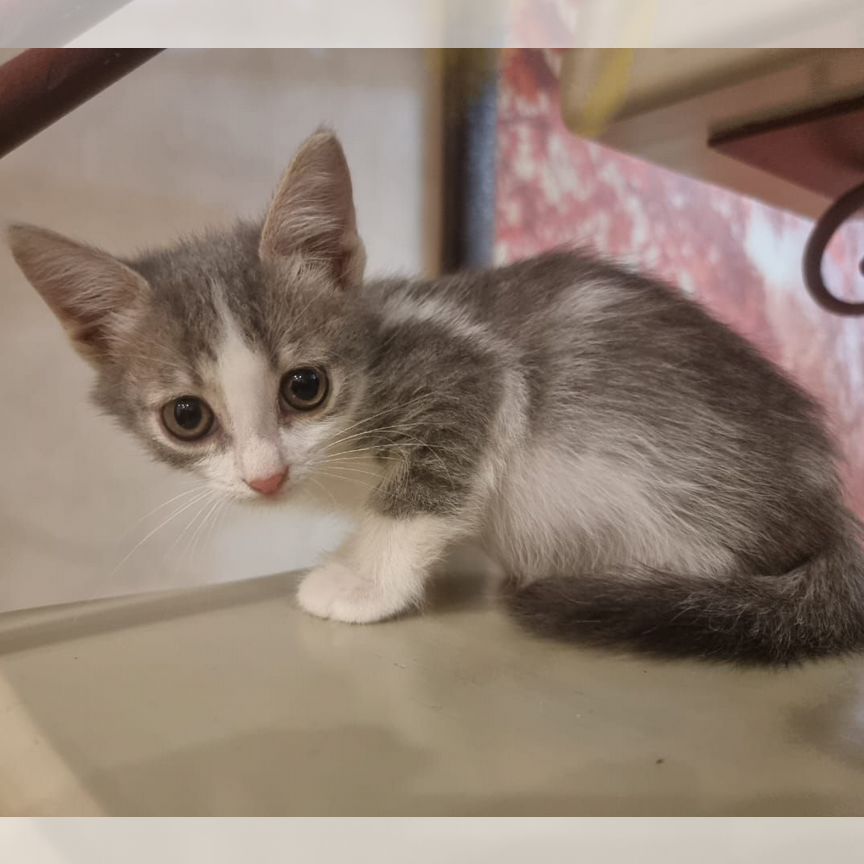 Маленькая умница 1 мес