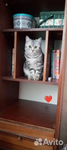 Серебристый табби