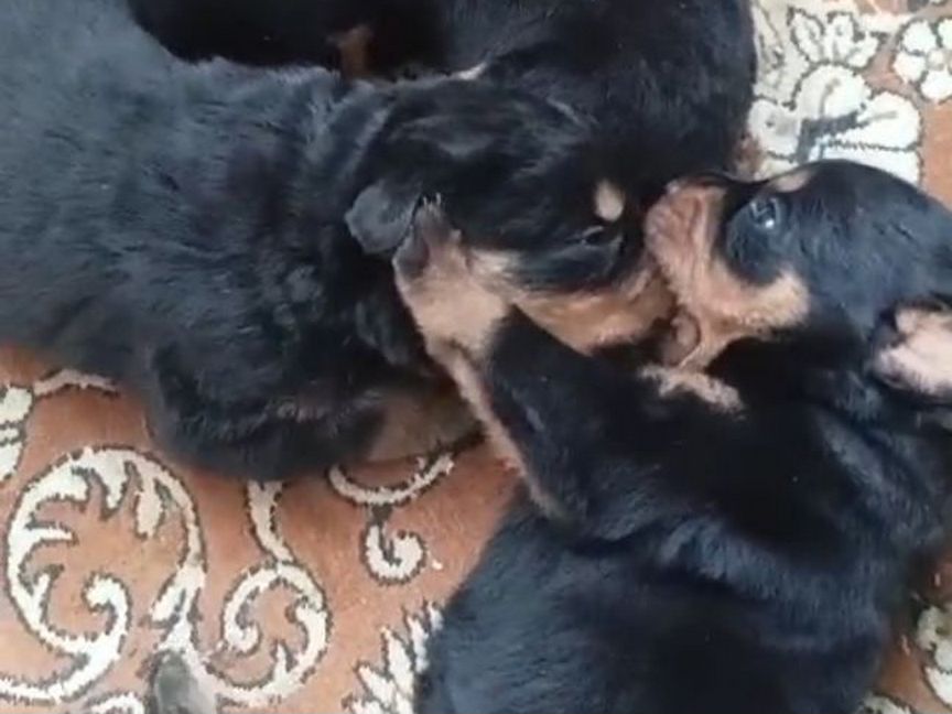 Щенки ротвейлера продажа