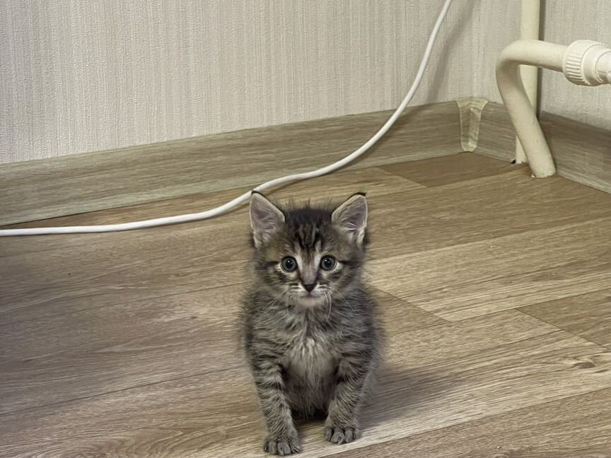 Котята коты