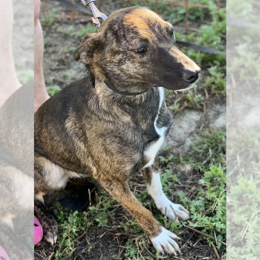 Собака в беде в добрые руки