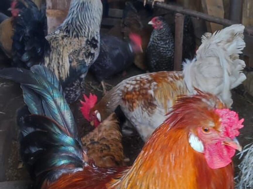 Продам красивых петухов. 7 месяцев