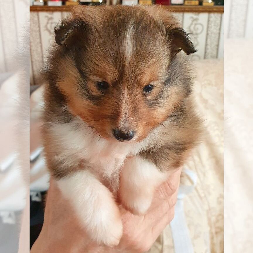 Щенки шелти