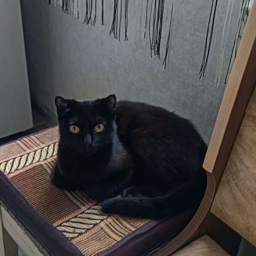 Кошка черная бесплатно