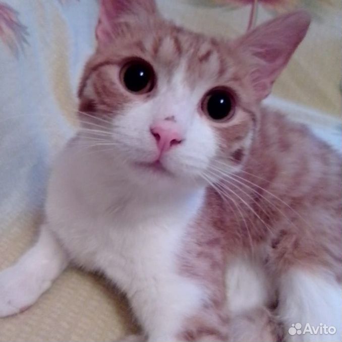 Котик (Боня)