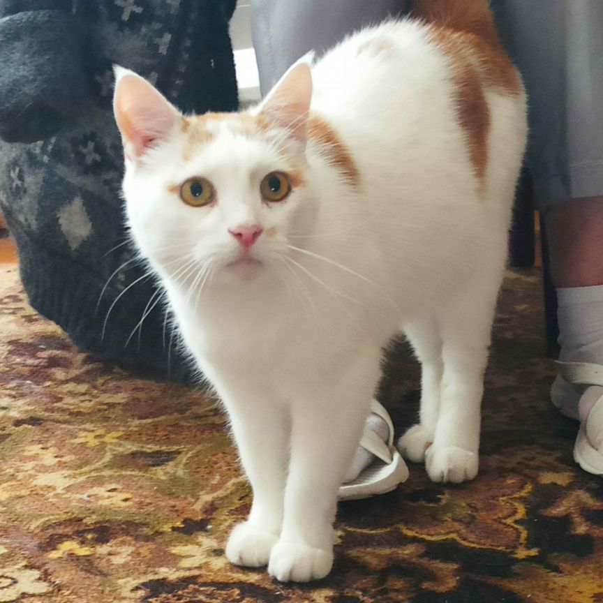 Отдам бесплатно