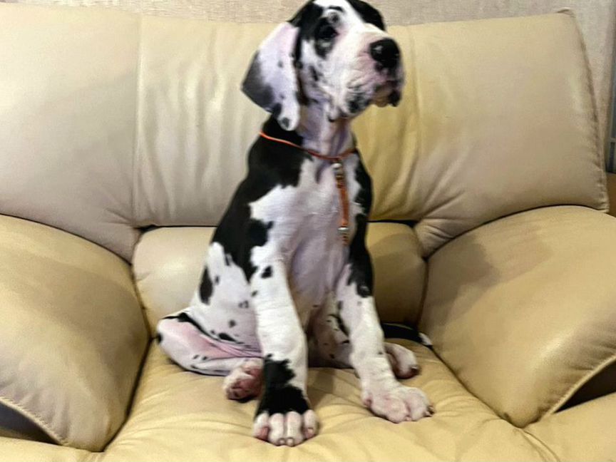 Щенок немецкого дога