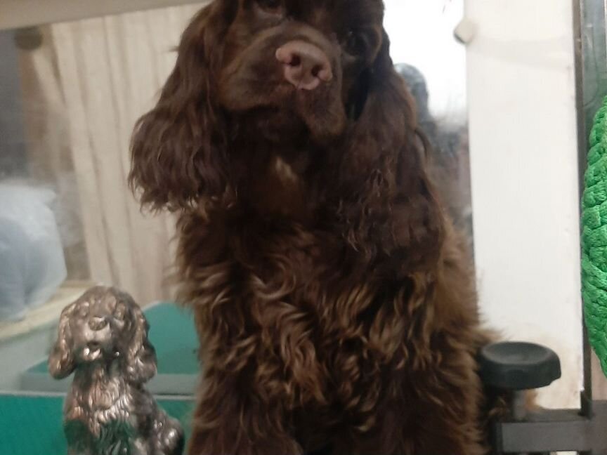 Американский Кокер спаниель