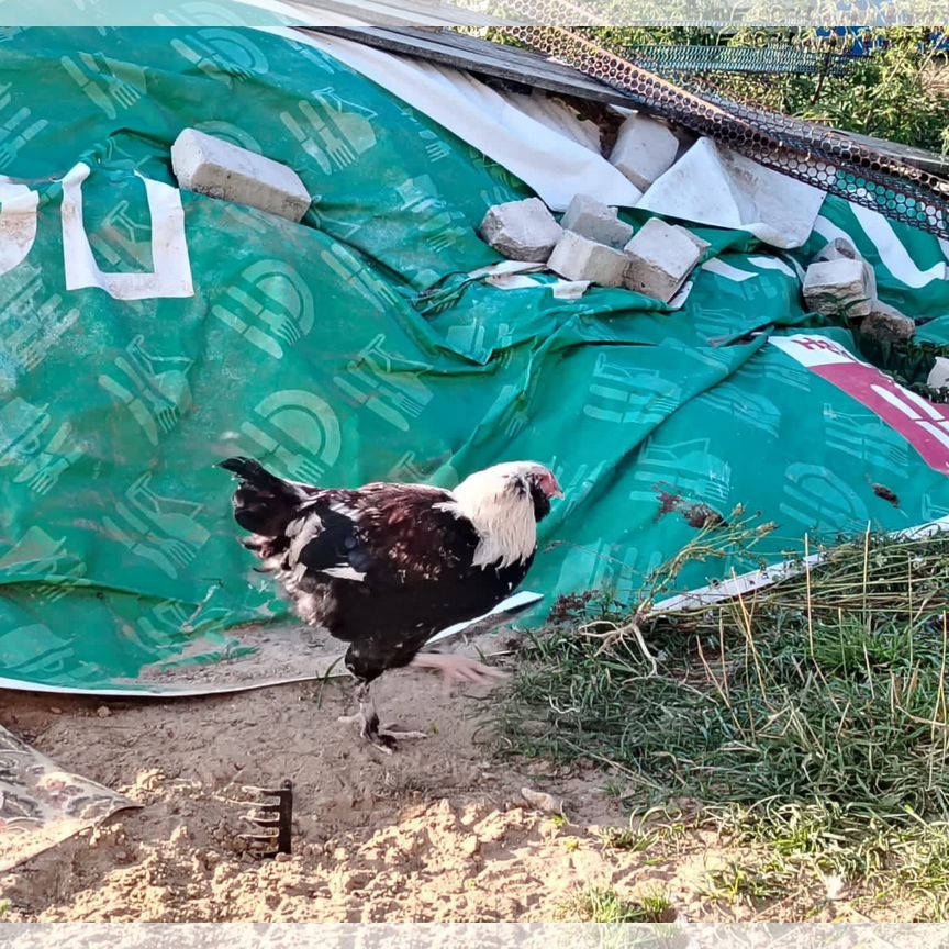 Петушки фавероль лососёвый