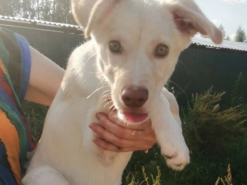 Милая Капучинка