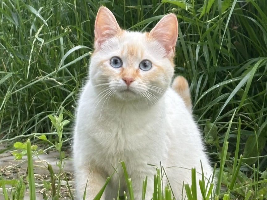 Тайская рыжая кошечка в дар