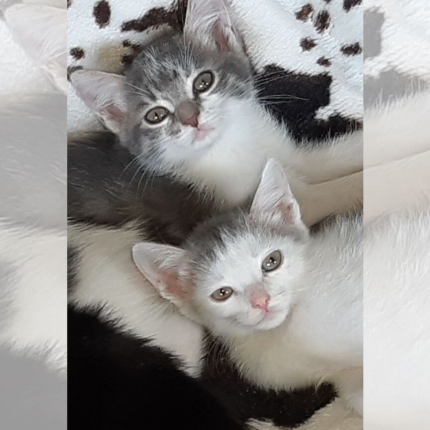 Котики бесплатно в добрые руки