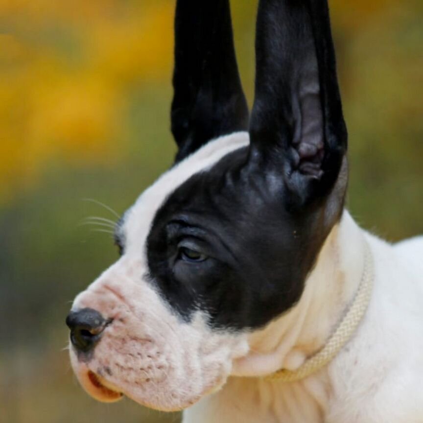 Щенки Немецкого дога