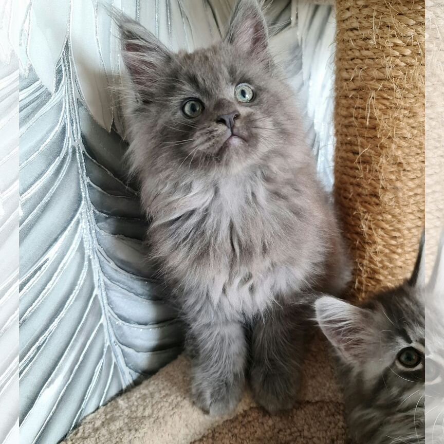 Котёнок мейн-кун,мальчик
