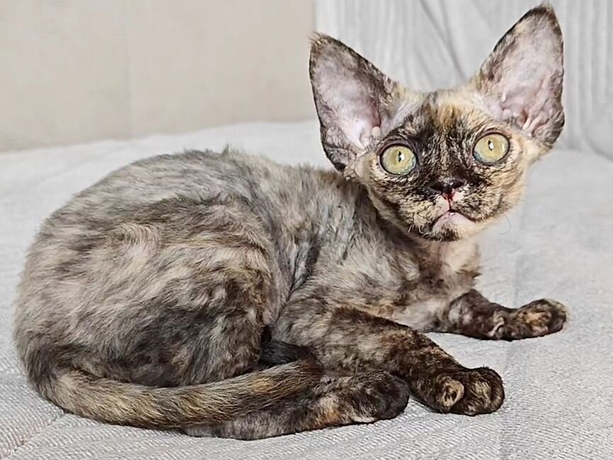 Шикарная малышка Юта