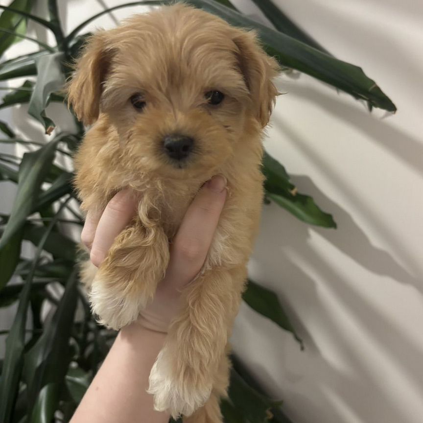 Мальтипу, щенок